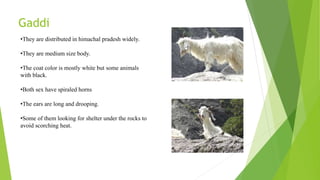 Classification indian goat_breeds | PPTX