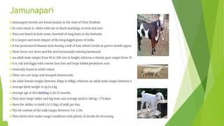Classification indian goat_breeds | PPTX