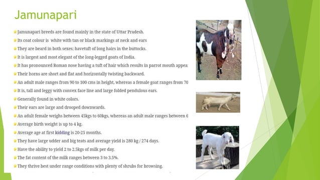 Classification indian goat_breeds | PPTX