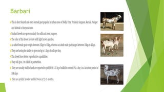Classification indian goat_breeds | PPTX