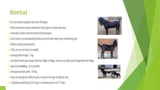 Classification indian goat_breeds | PPTX