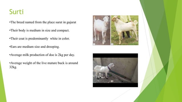Classification indian goat_breeds | PPT | Free Download