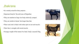Classification indian goat_breeds | PPTX