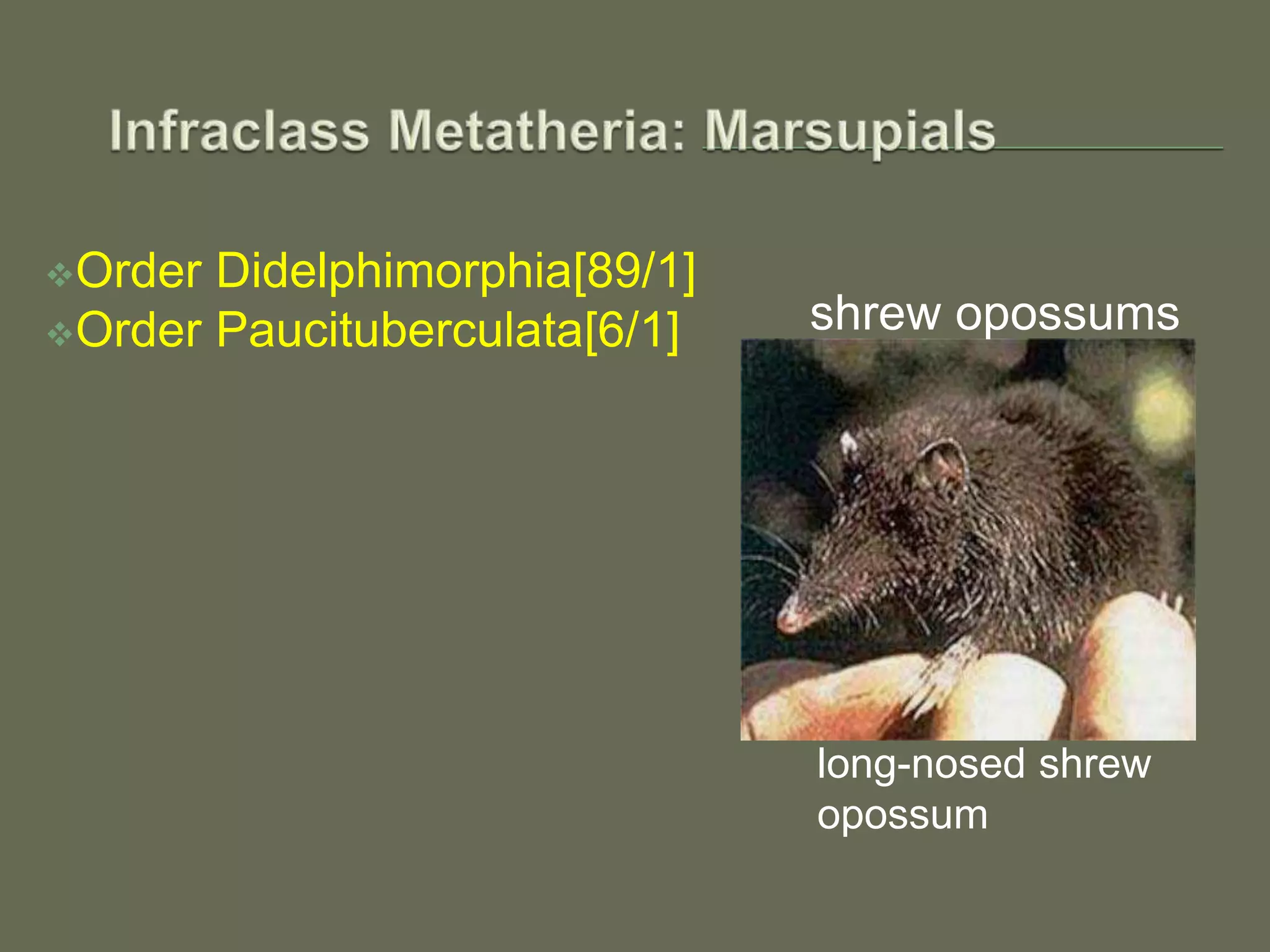 CLASSIFICATION OF MAMMALS | PPTX