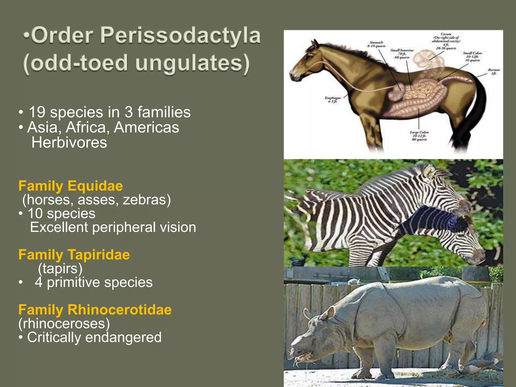 CLASSIFICATION OF MAMMALS | PPTX