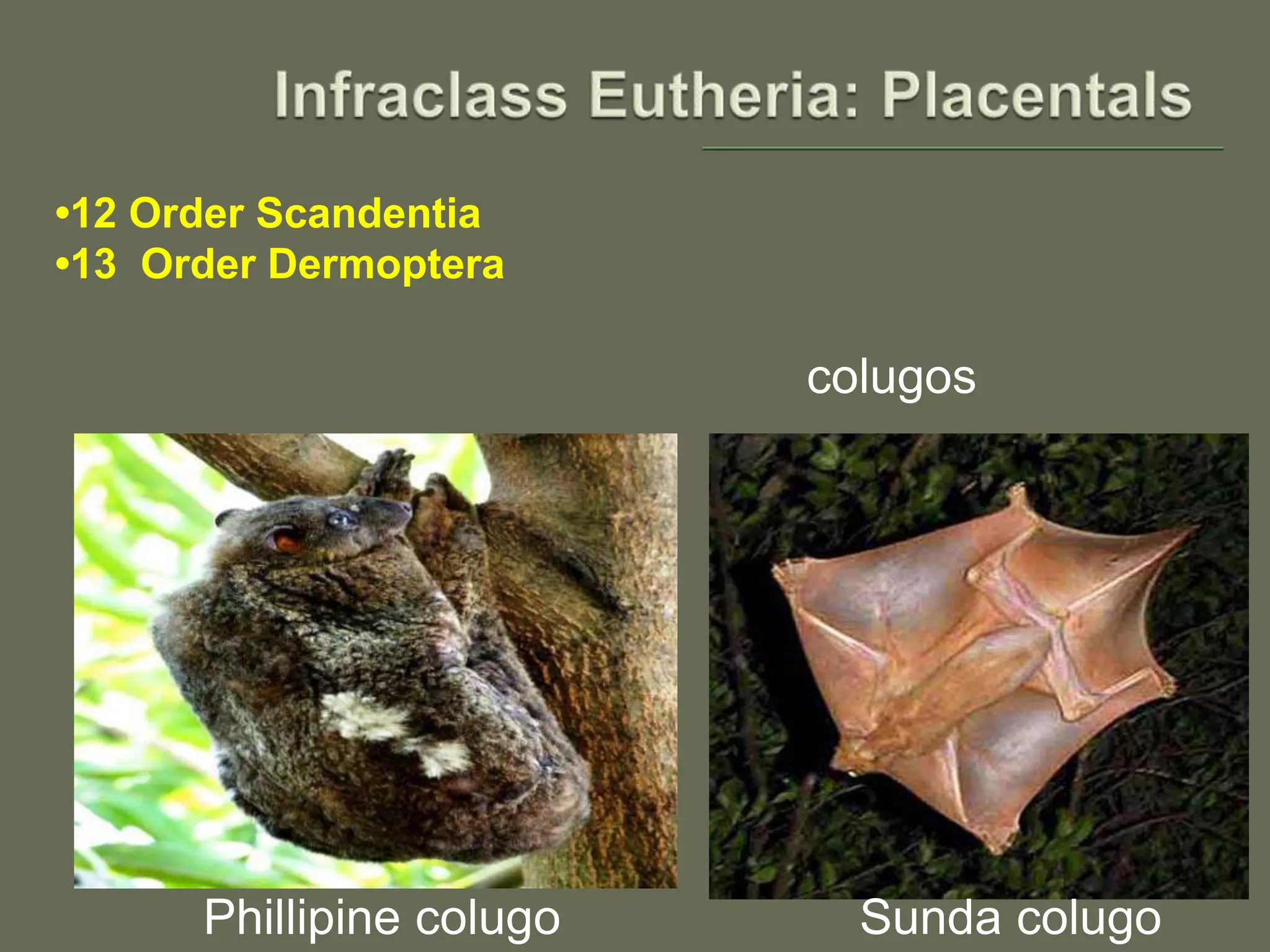 CLASSIFICATION OF MAMMALS | PPTX