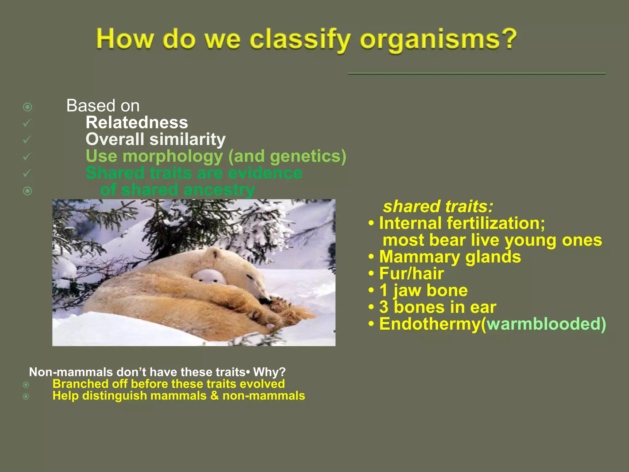 CLASSIFICATION OF MAMMALS | PPTX