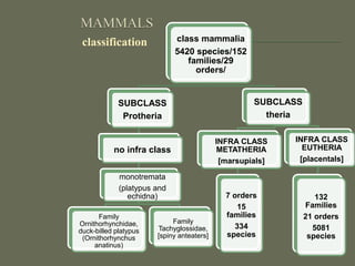 CLASSIFICATION OF MAMMALS | PPTX