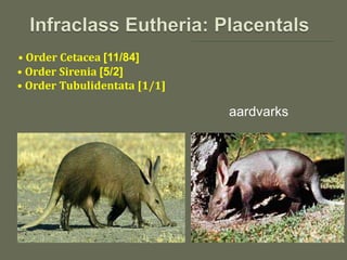Placentals Examples