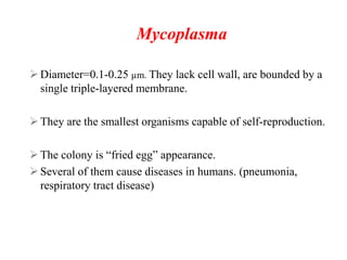 Classification microorganism | PPTX