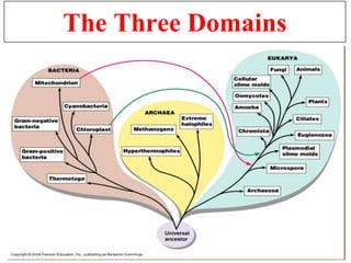 Classification microorganism | PPTX