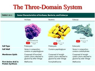 Classification microorganism | PPTX