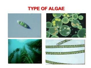 Classification microorganism | PPTX