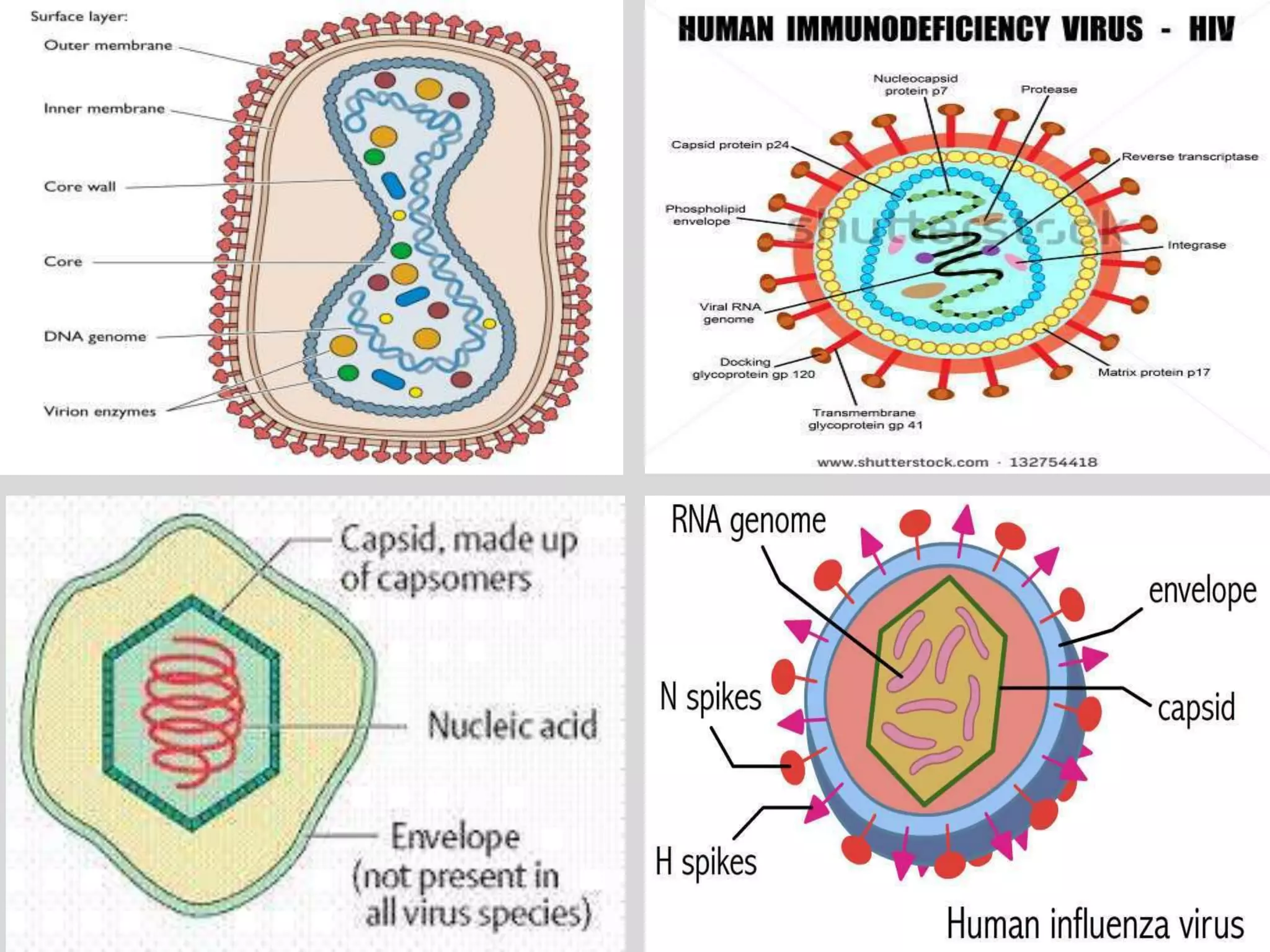 Introduction, Classification, Morphology and Methods for the detection of Viruses.ppt