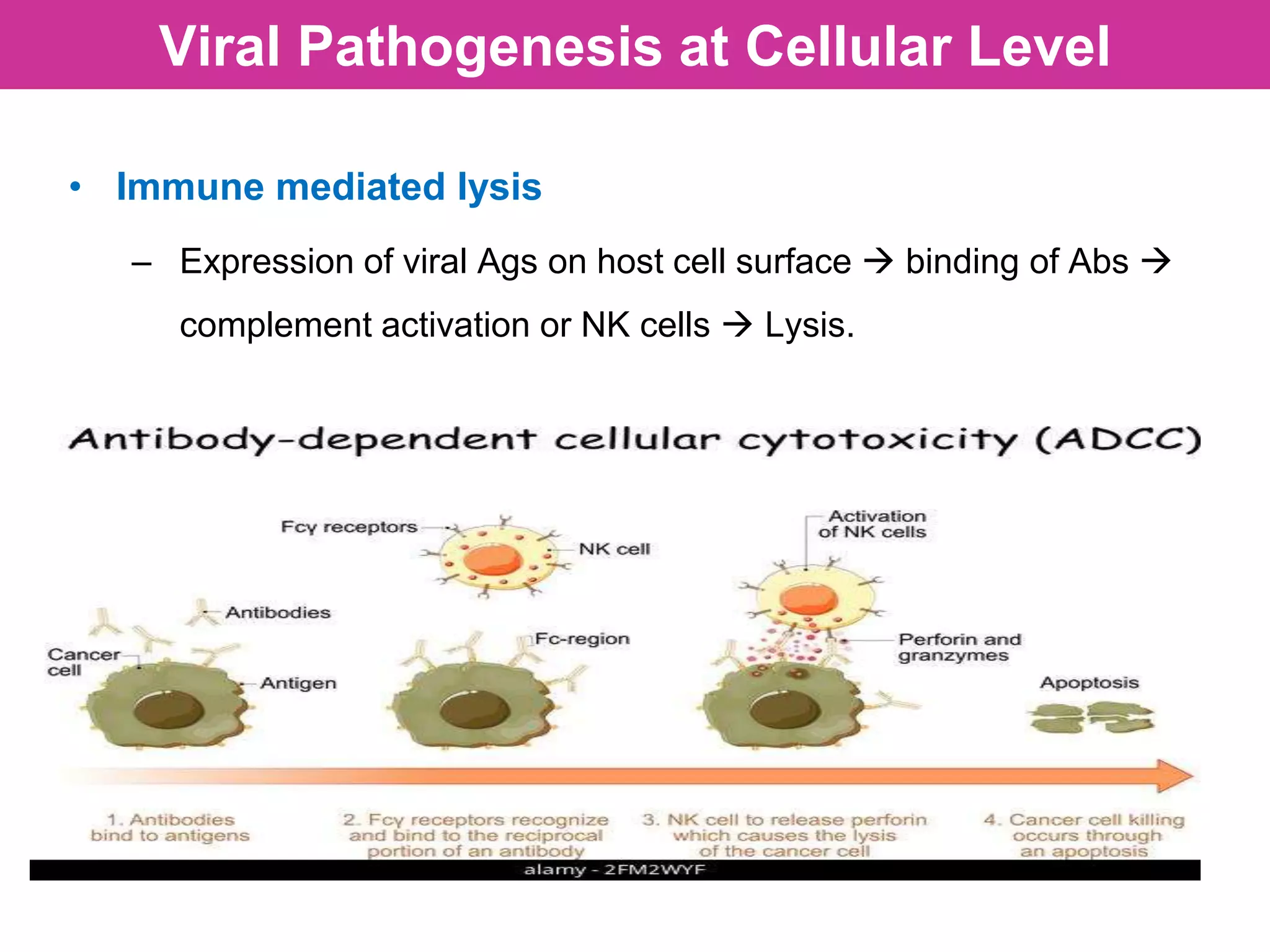 Introduction, Classification, Morphology and Methods for the detection of Viruses.ppt