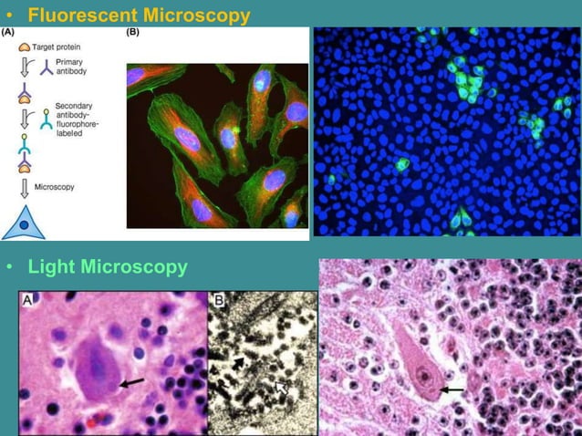 Introduction, Classification, Morphology and Methods for the detection of Viruses.ppt