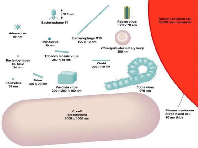 Introduction, Classification, Morphology and Methods for the detection of Viruses.ppt