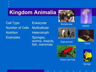 Animalia Examples With Scientific Names