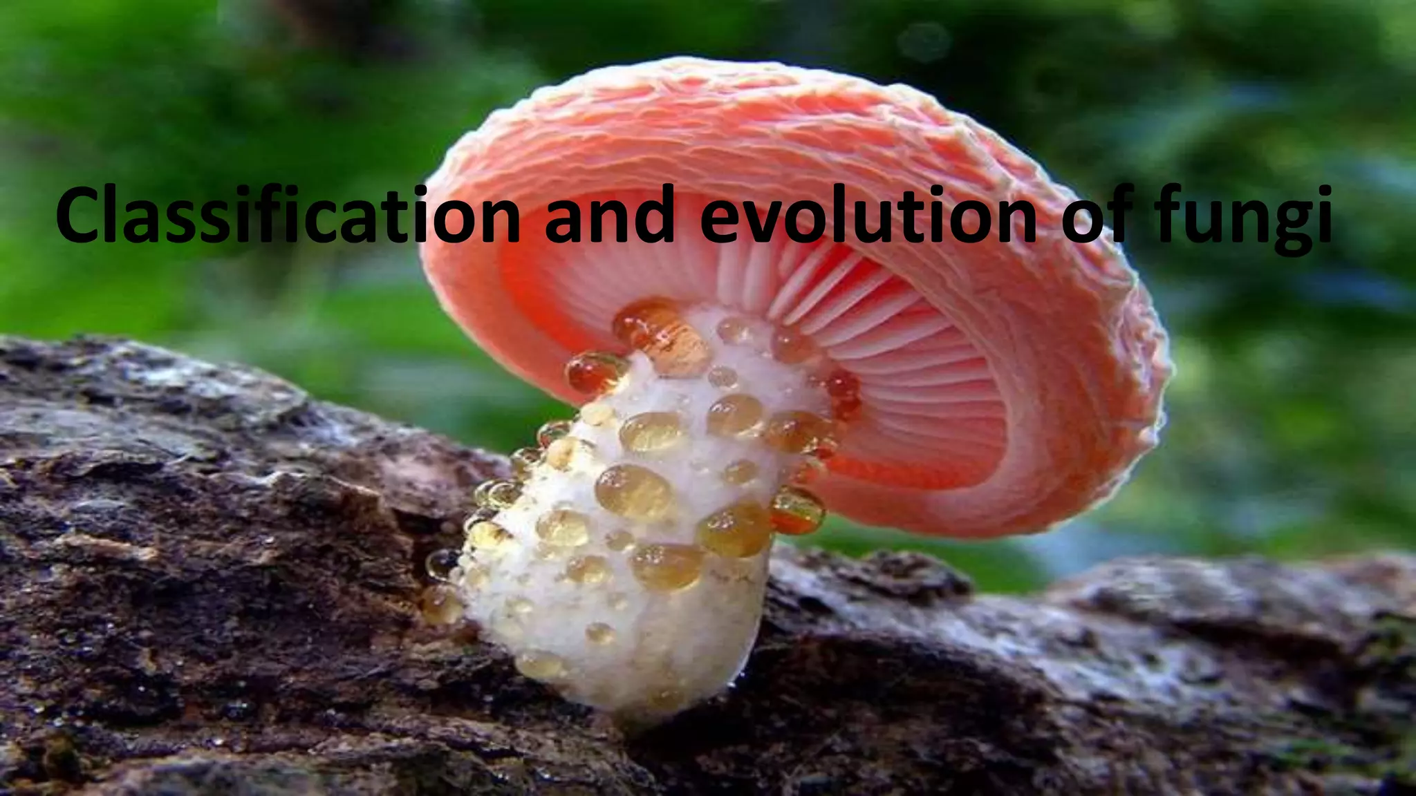 Classification n evolution of fungi | PPTX