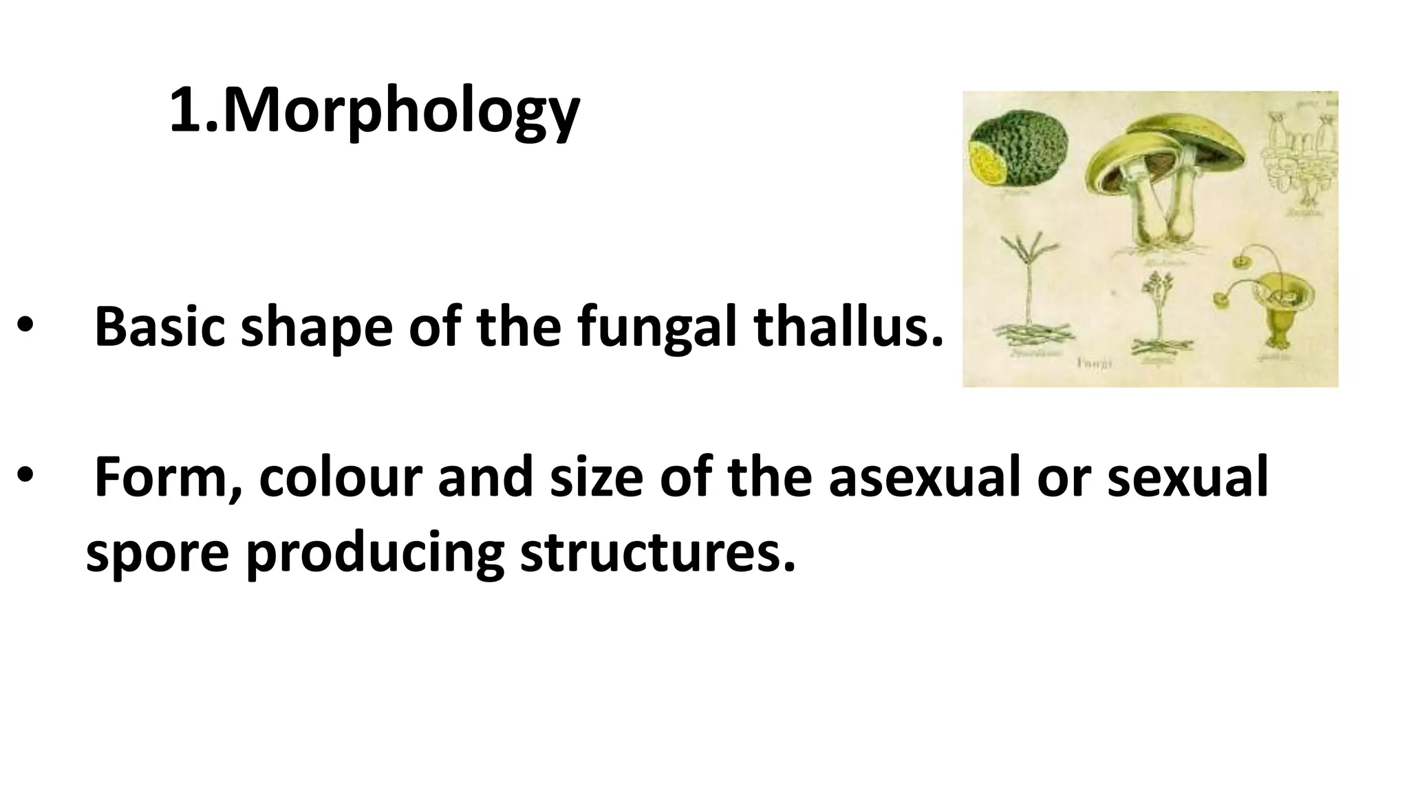 Classification n evolution of fungi | PPTX