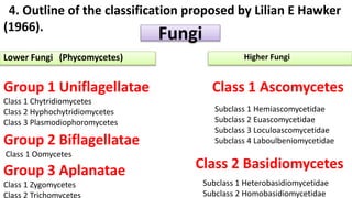 Classification n evolution of fungi | PPTX