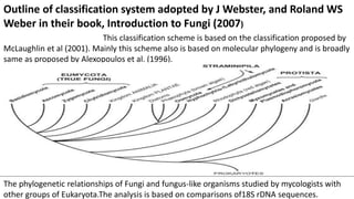 Classification n evolution of fungi | PPTX