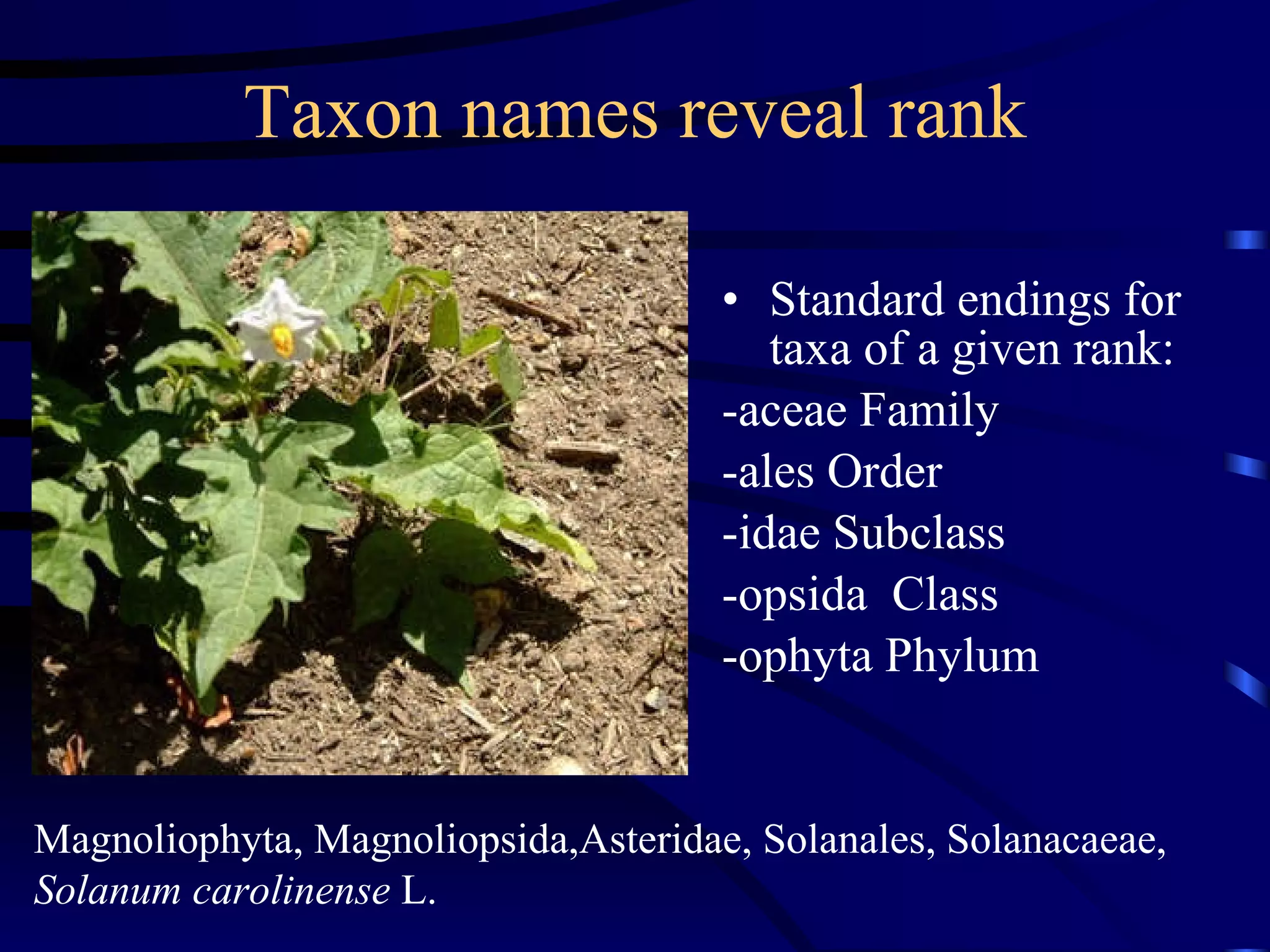 Classificationnomenclature | PPT