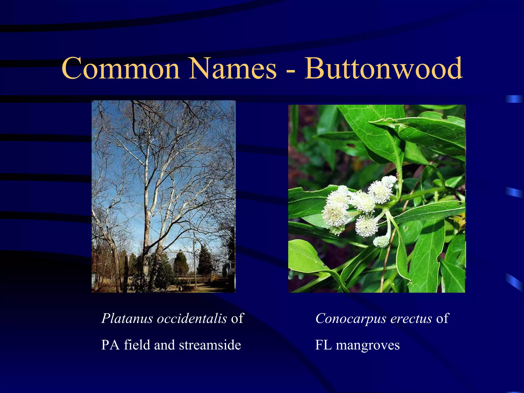 Classificationnomenclature | PPT
