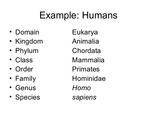 Genus Species Examples