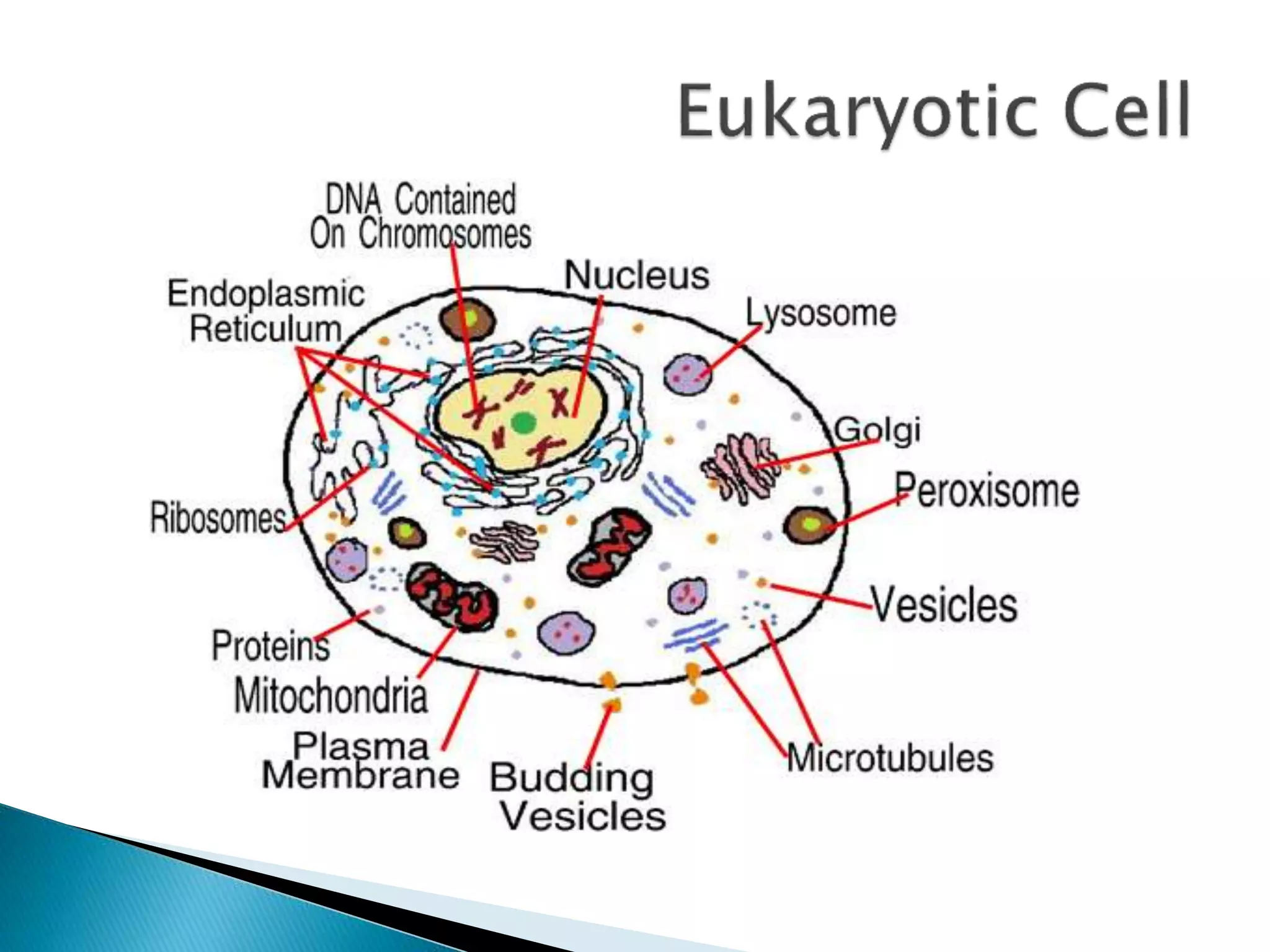 Classification n structure of cell | PPTX
