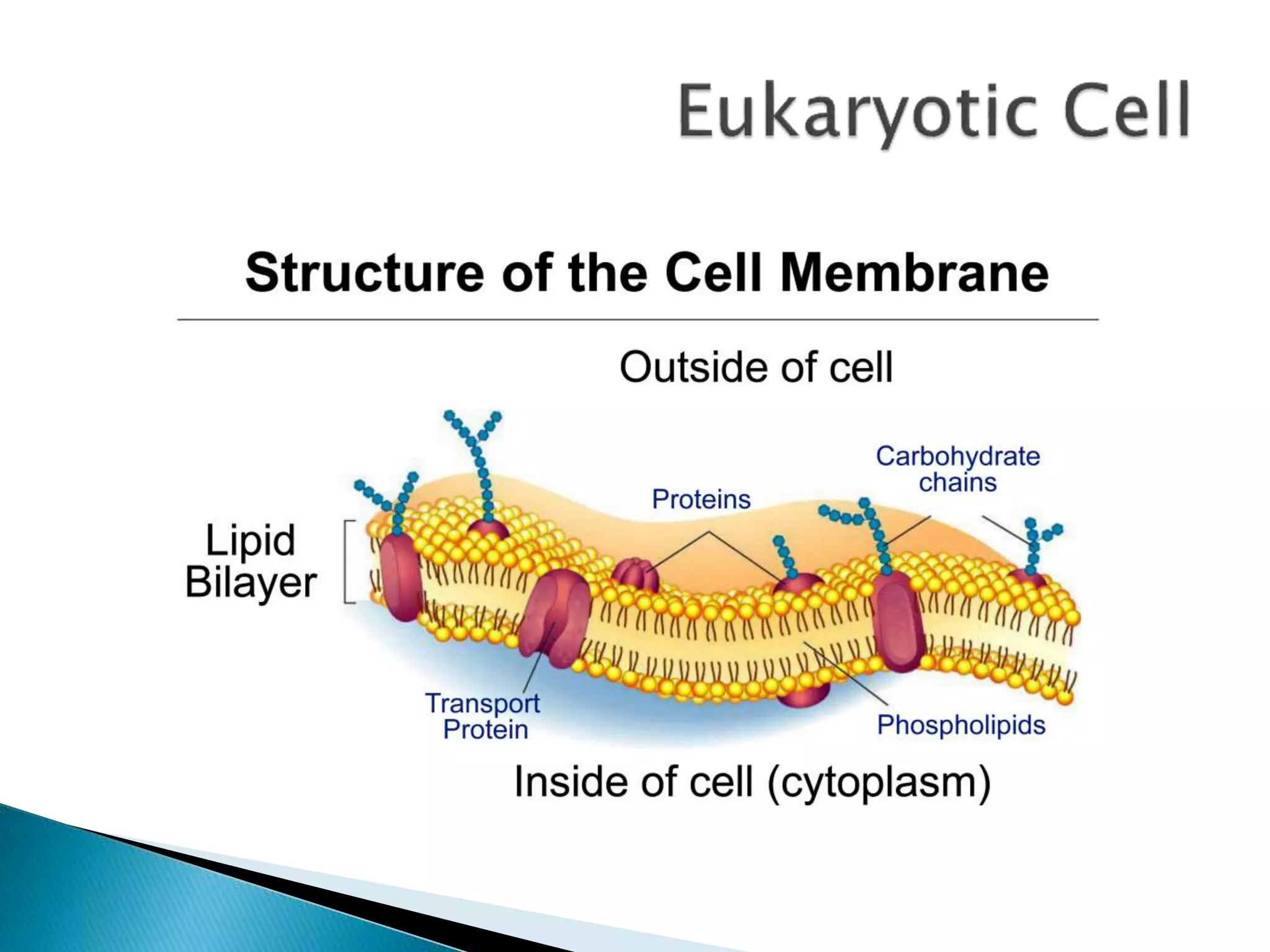 Classification n structure of cell | PPTX
