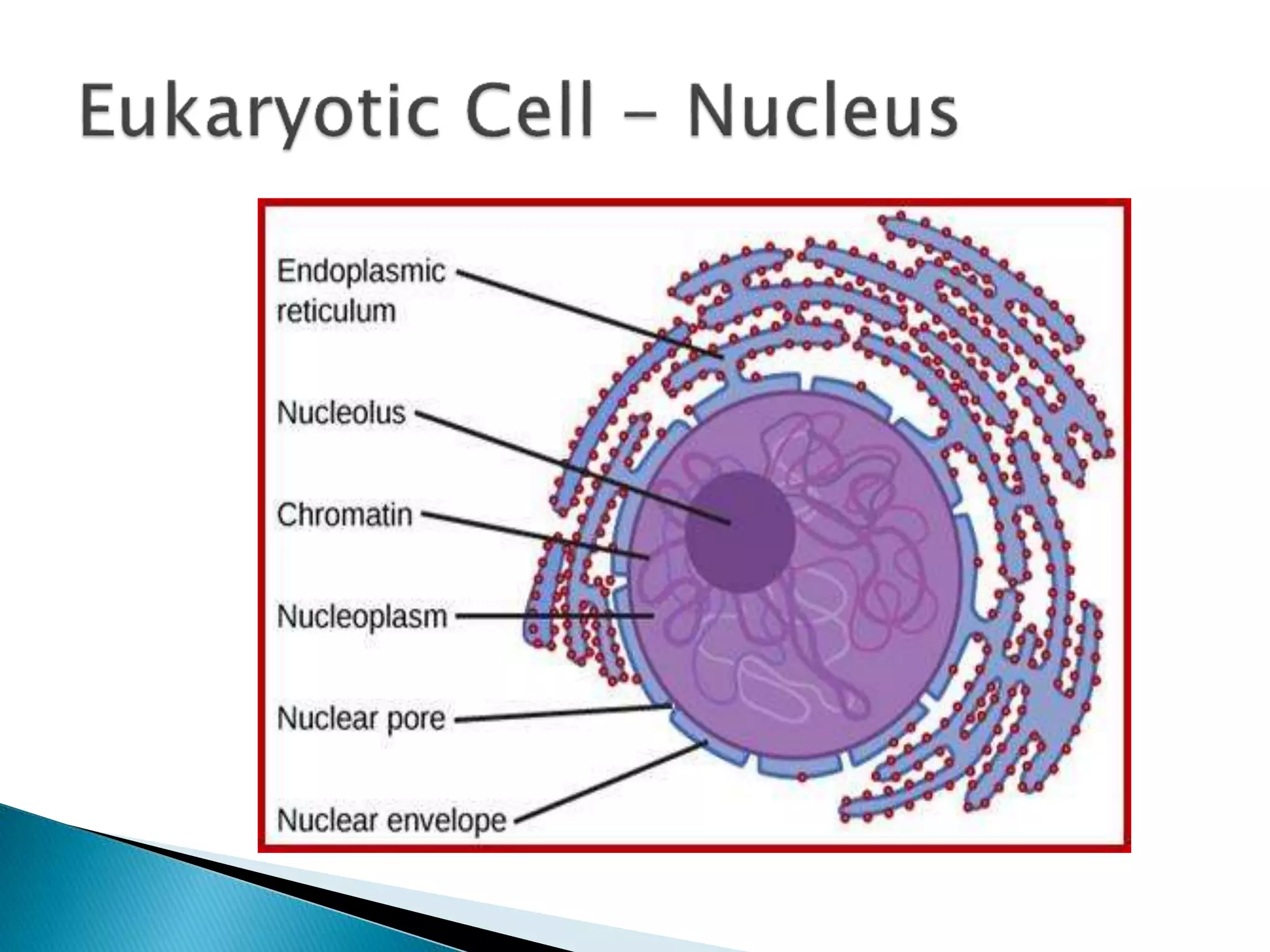 Classification n structure of cell | PPTX