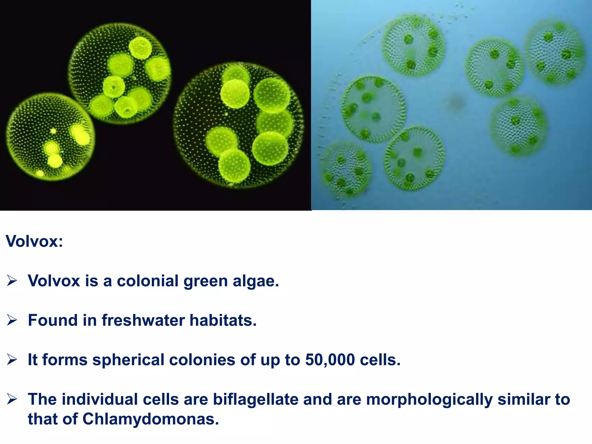 Classification of algae | PPTX
