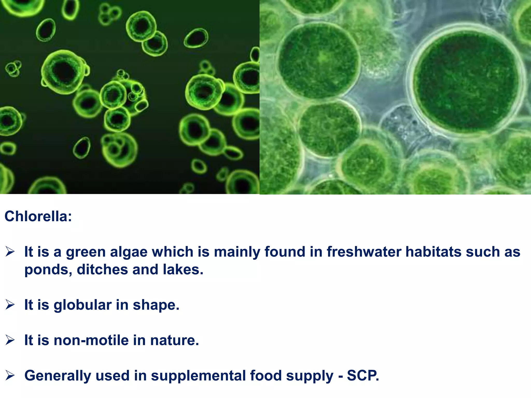 Classification of algae | PPTX