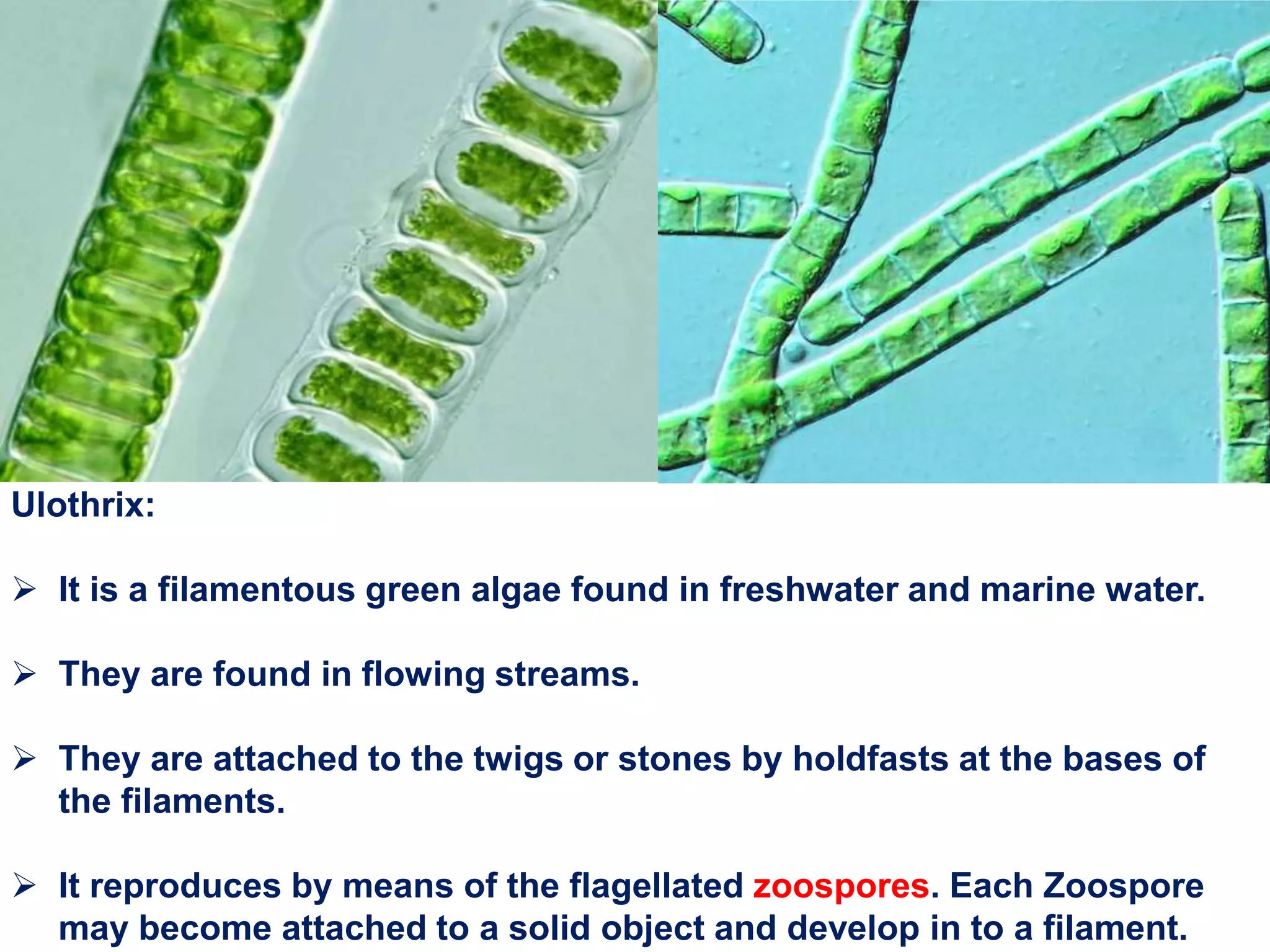 Classification of algae | PPTX