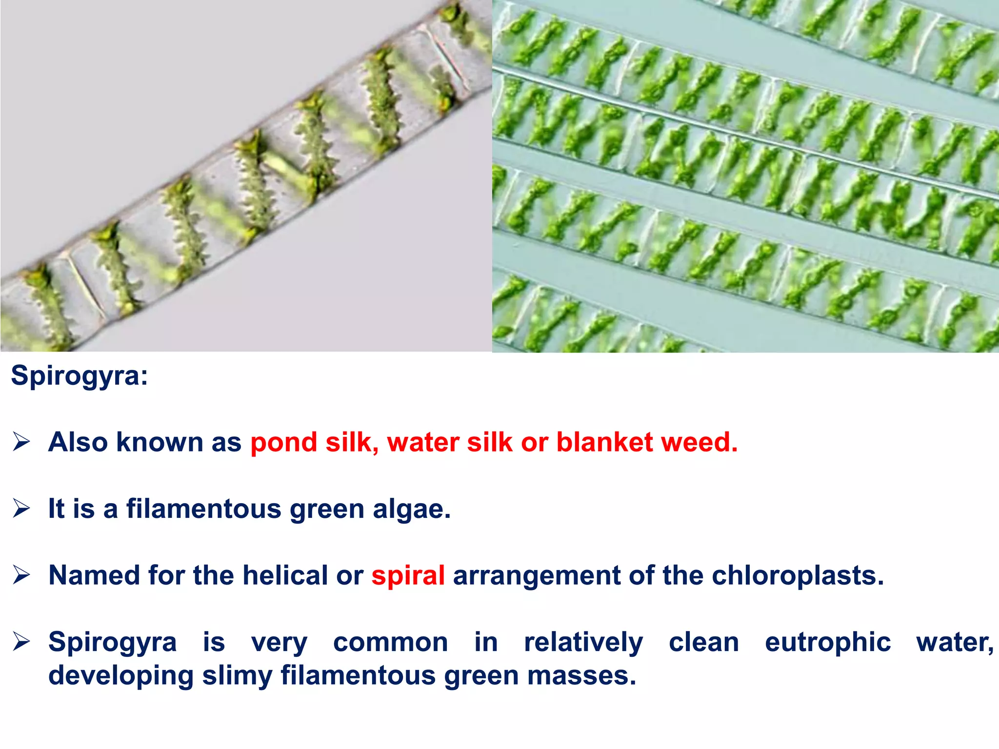 Classification of algae | PPTX