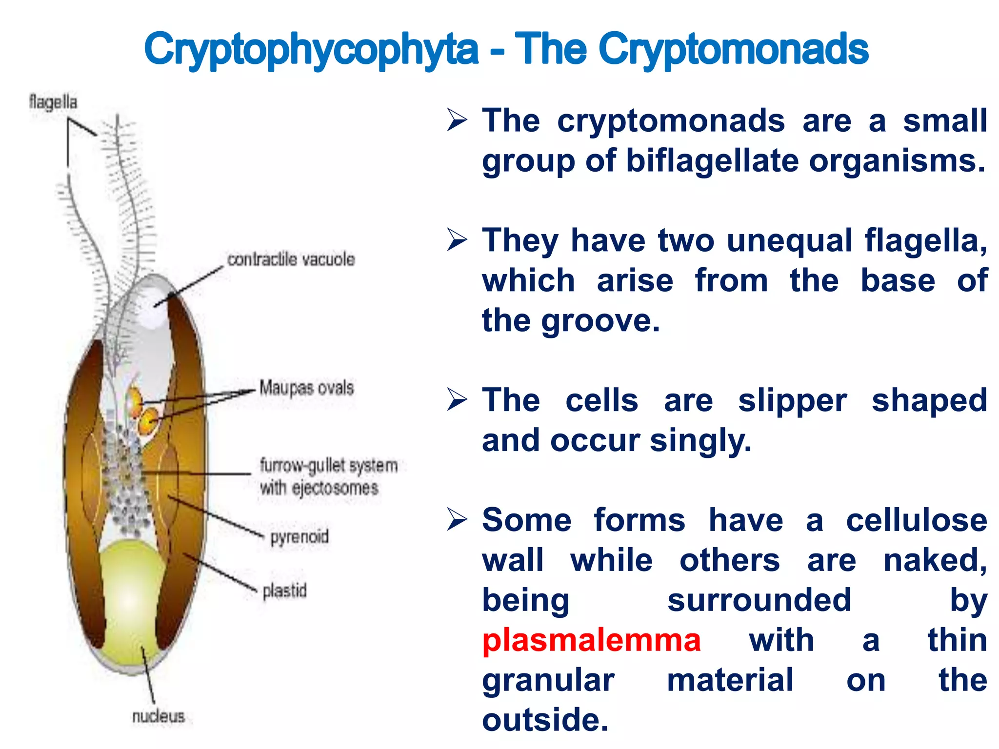 Classification of algae | PPTX | Biological Sciences | Science