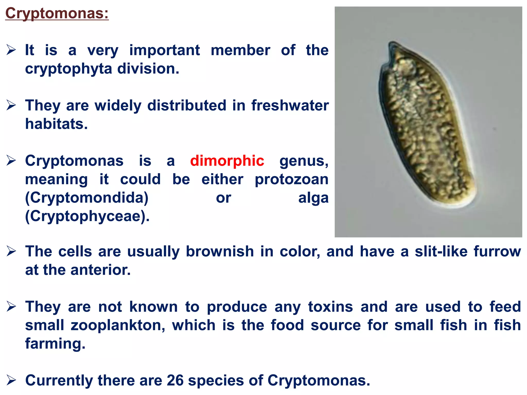 Classification of algae | PPTX