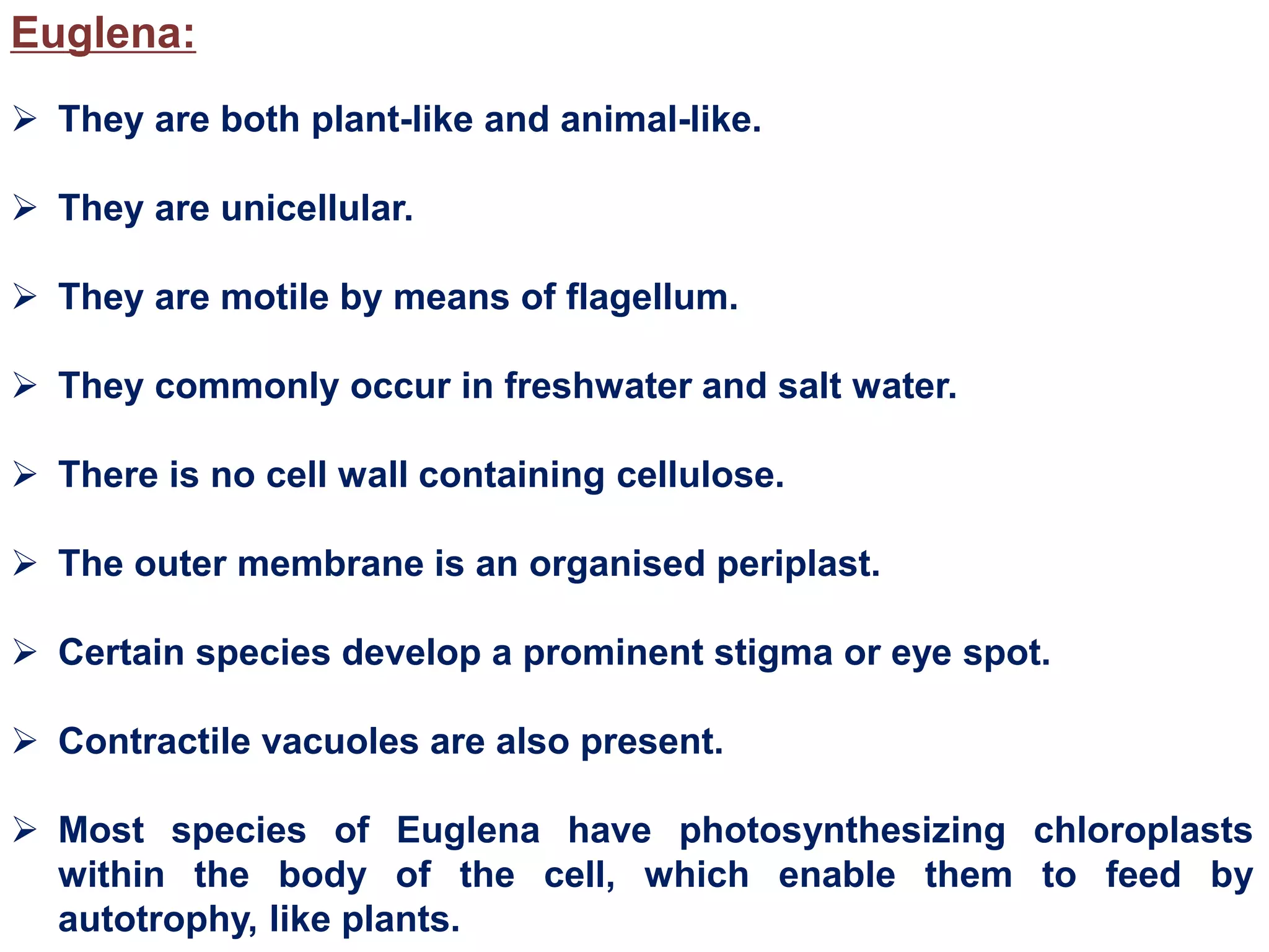 Classification of algae | PPTX