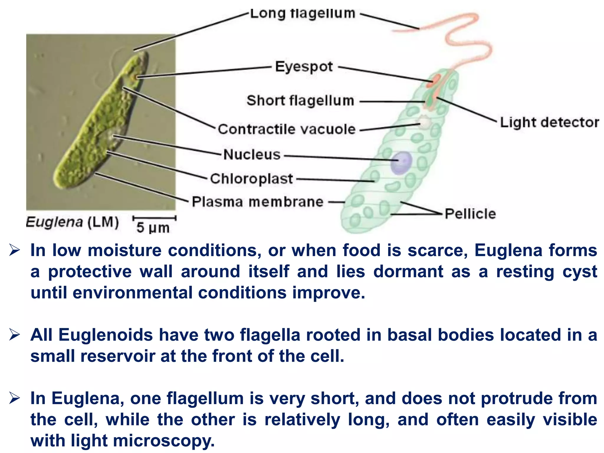 Classification of algae | PPTX