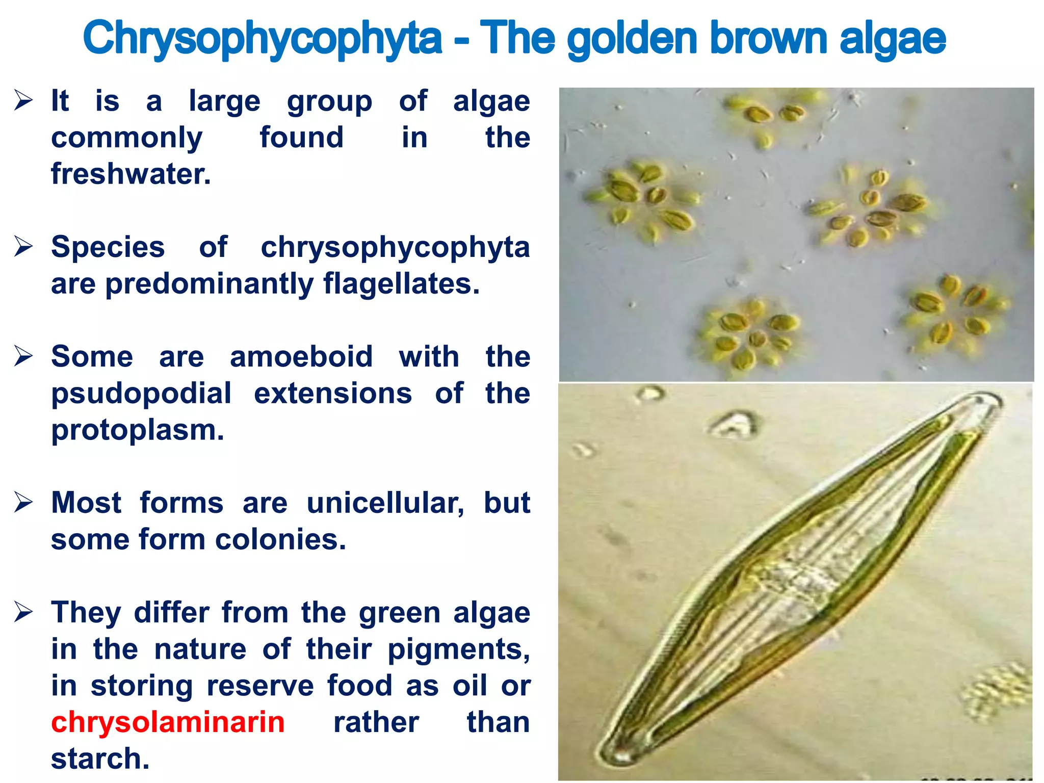 Classification of algae | PPTX