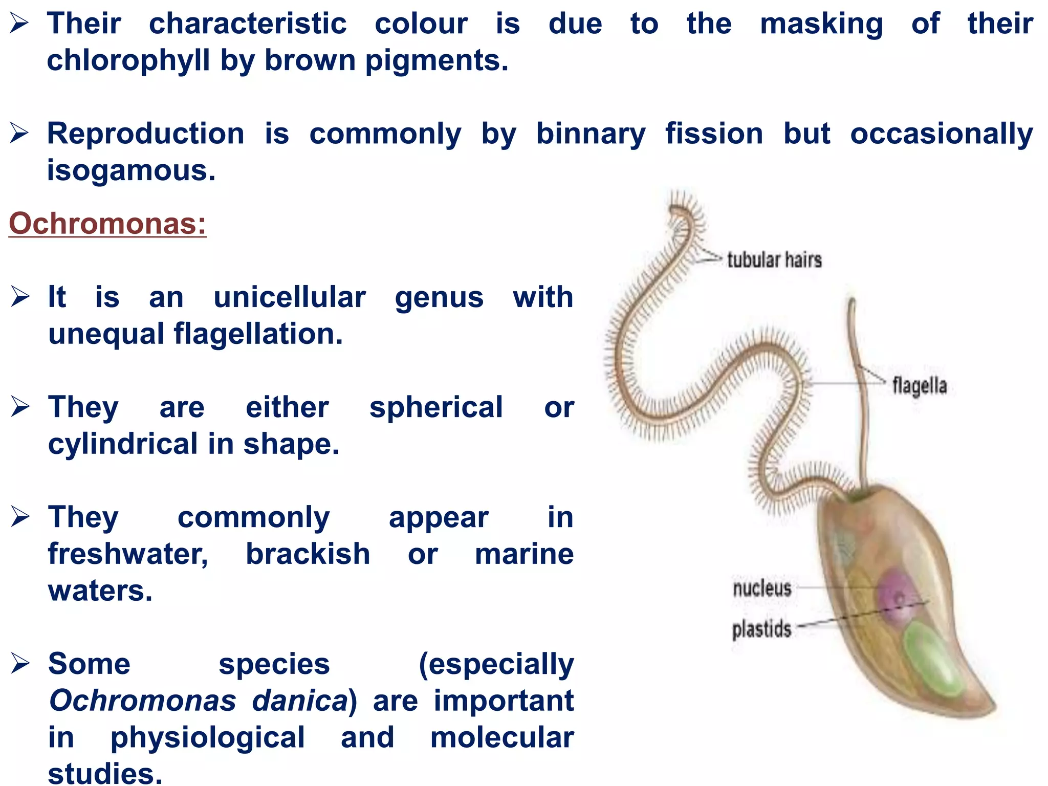 Classification of algae | PPTX