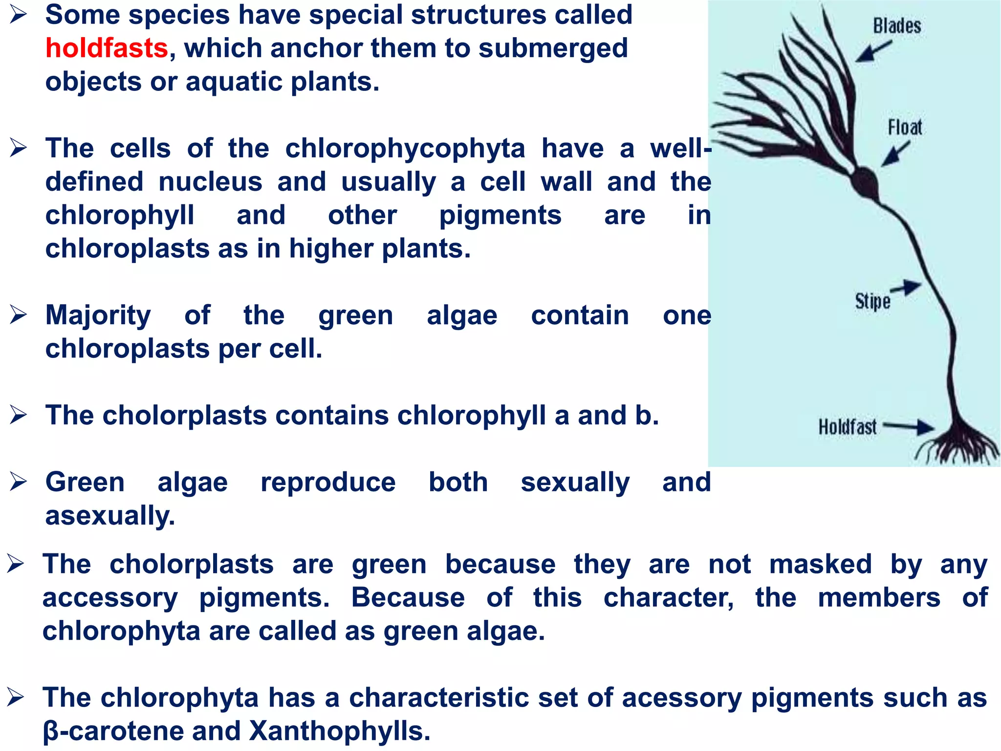 Classification of algae | PPTX