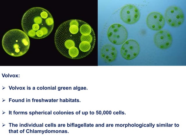 Classification of algae | PPTX | Biological Sciences | Science