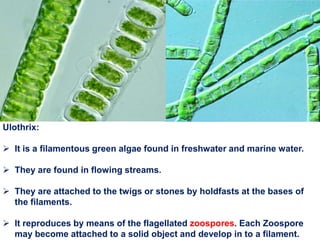 Classification of algae | PPTX