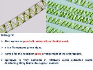 Classification of algae | PPTX