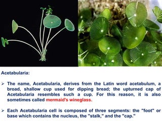 Classification of algae | PPTX