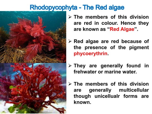 Classification of algae | PPTX | Biological Sciences | Science
