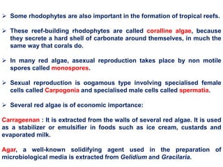 Classification of algae | PPTX