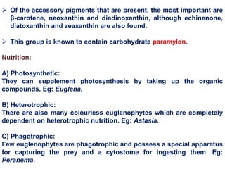 Classification of algae | PPTX